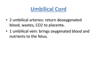 Umbilical Vein Oxygenated Or Deoxygenated
