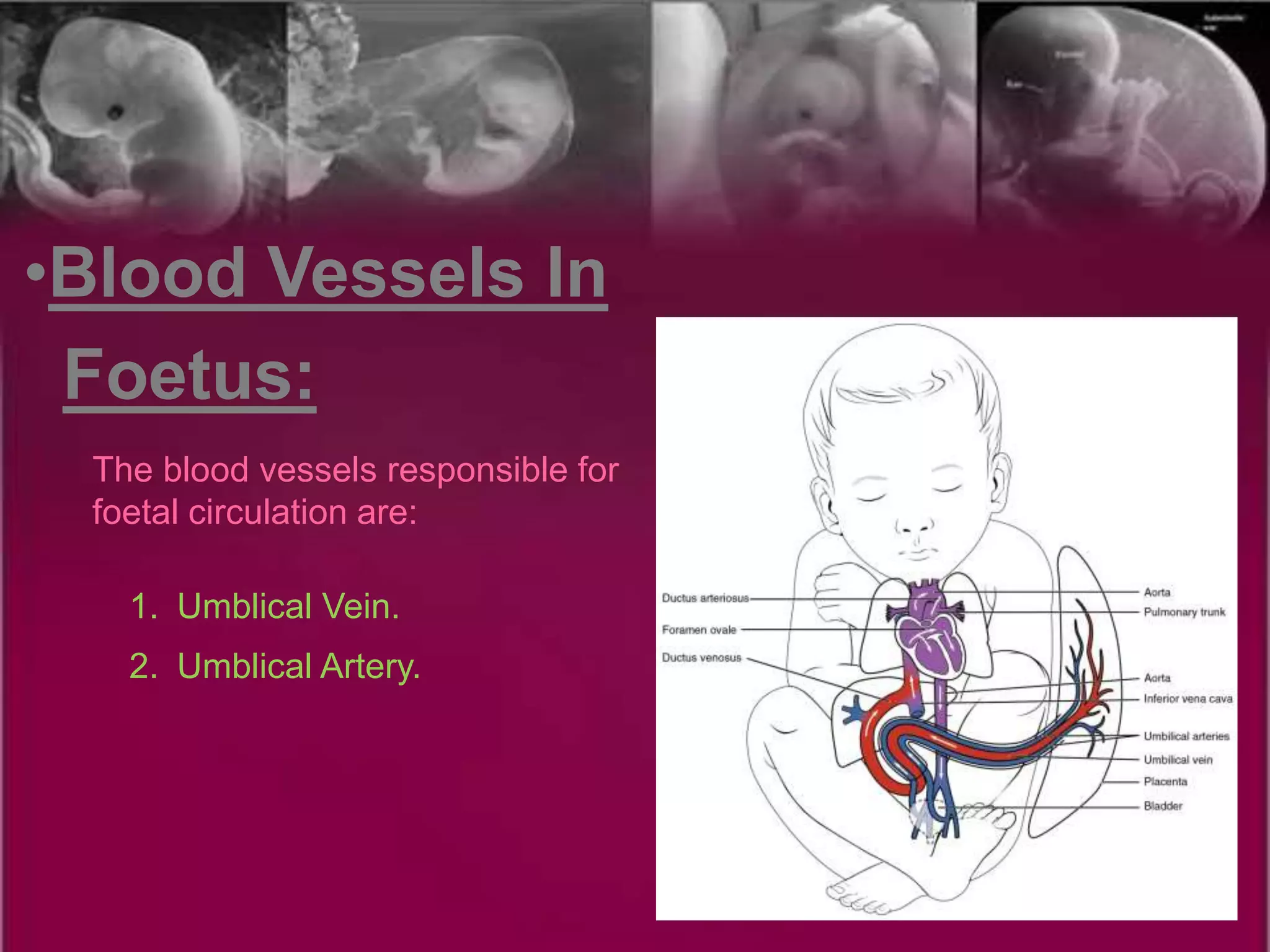 Foetal circulation ppt | PPTX