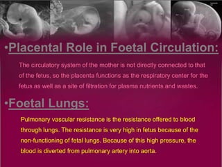Foetal circulation ppt | PPTX