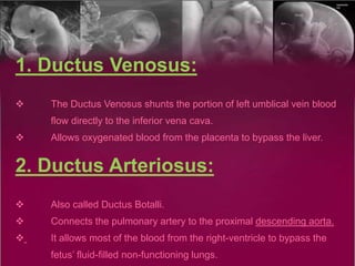 Foetal circulation ppt | PPTX