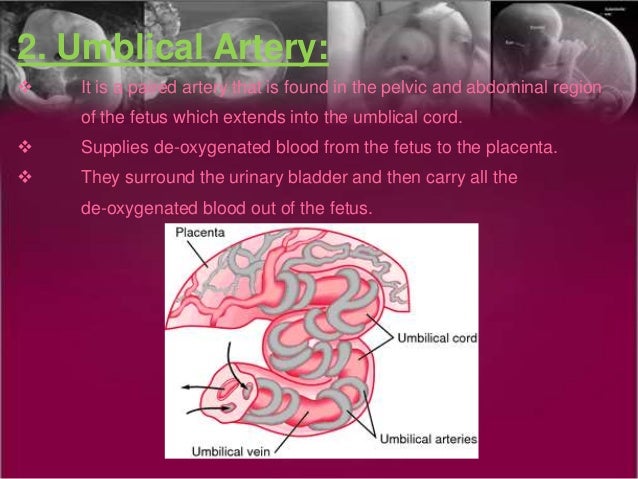 Fetal Circulation – DR. TRYNAADH