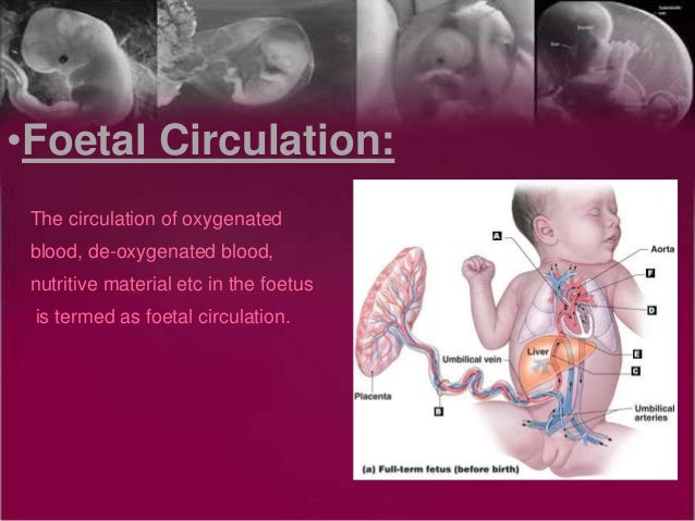Umbilical Vein Oxygenated Or Deoxygenated