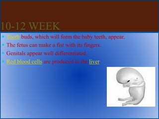 Foetal development gihs | PPT