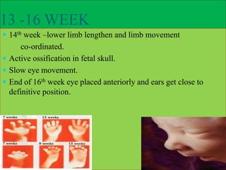 Foetal development gihs | PPT