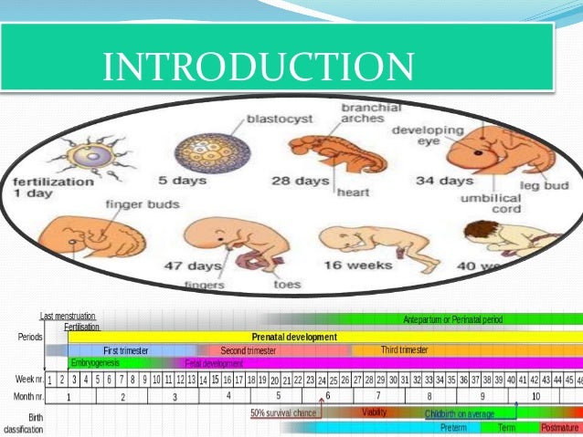 Foetal development gihs