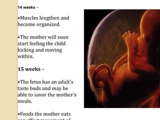 Foetal development and growth in humans | PPT