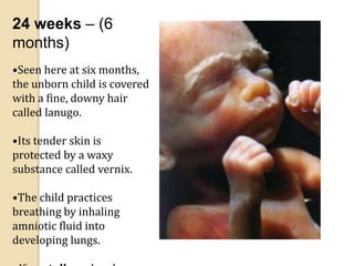 Foetal development and growth in humans | PPT