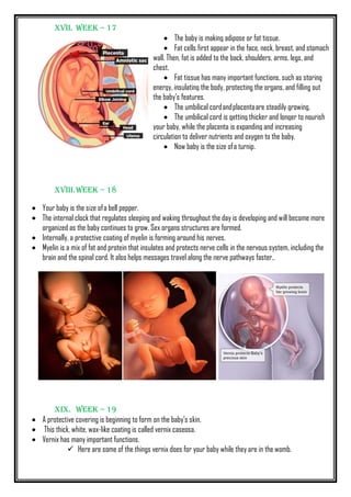 Foetal development by Yagnaeshvar Venkatesan | PDF