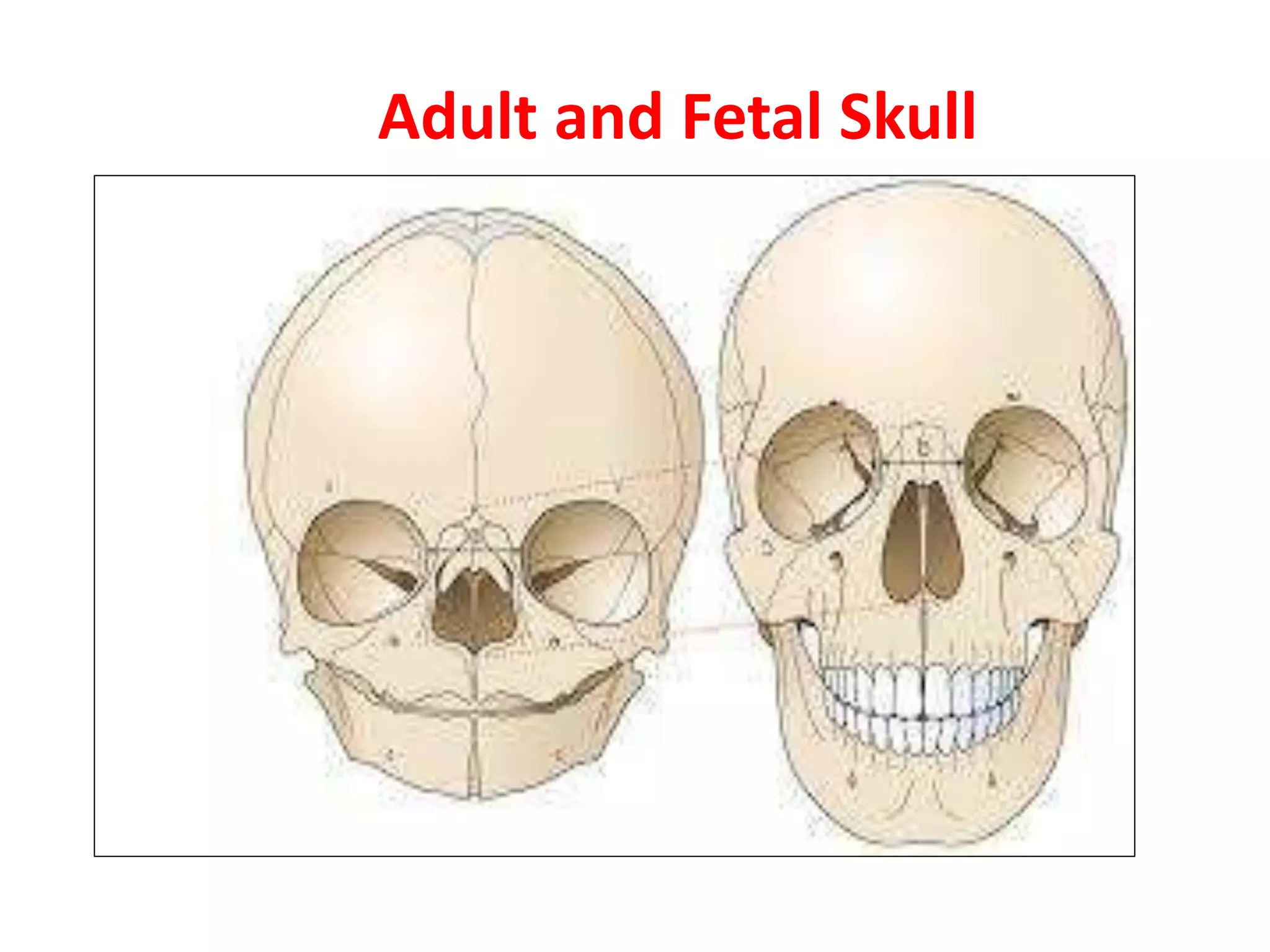 Foetal Skull Anatomy | PPTX