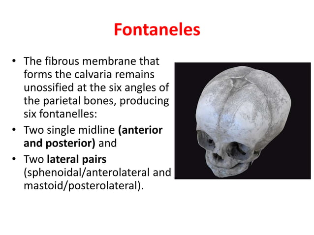 Foetal Skull Anatomy | PPT