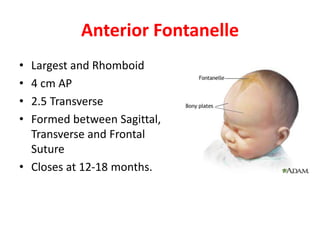 Foetal Skull Anatomy | PPTX