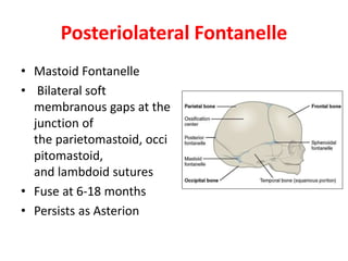 Foetal Skull Anatomy | PPTX