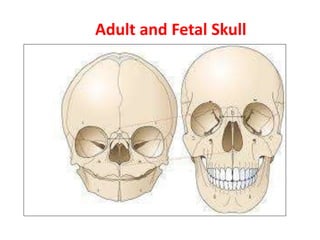 Foetal Skull Anatomy | PPTX