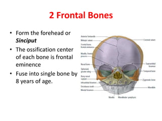 Foetal Skull Anatomy | PPTX