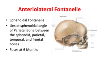 Fetal Skull Fontanels Anterolateral