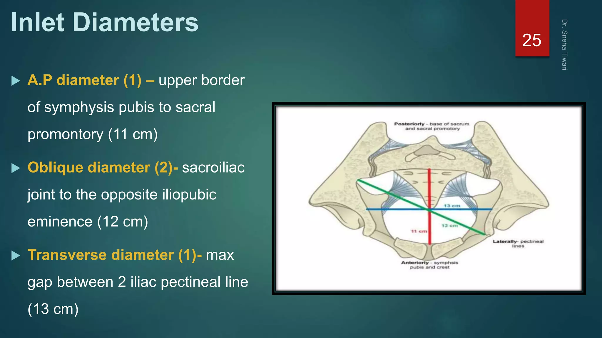Foetal skull and maternal pelvis | PPTX