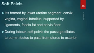 Foetal skull and maternal pelvis | PPTX
