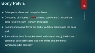 Foetal skull and maternal pelvis | PPTX