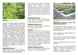 alecrim terapêutico chá infusão produção | PDF