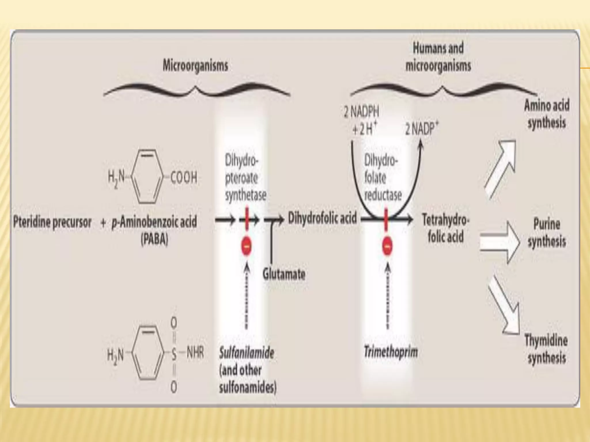 Folate antagonists | PDF