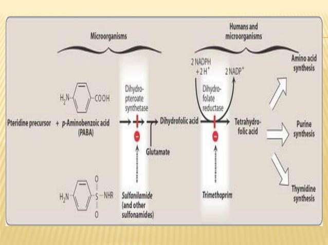 Folate antagonists | PDF | Blood Disorders | Diseases and Conditions