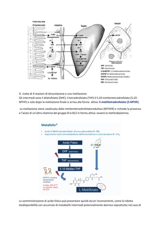 Vitamina B9 SNP del 5MTHFR, metilazione e iperomocisteinemia | PDF