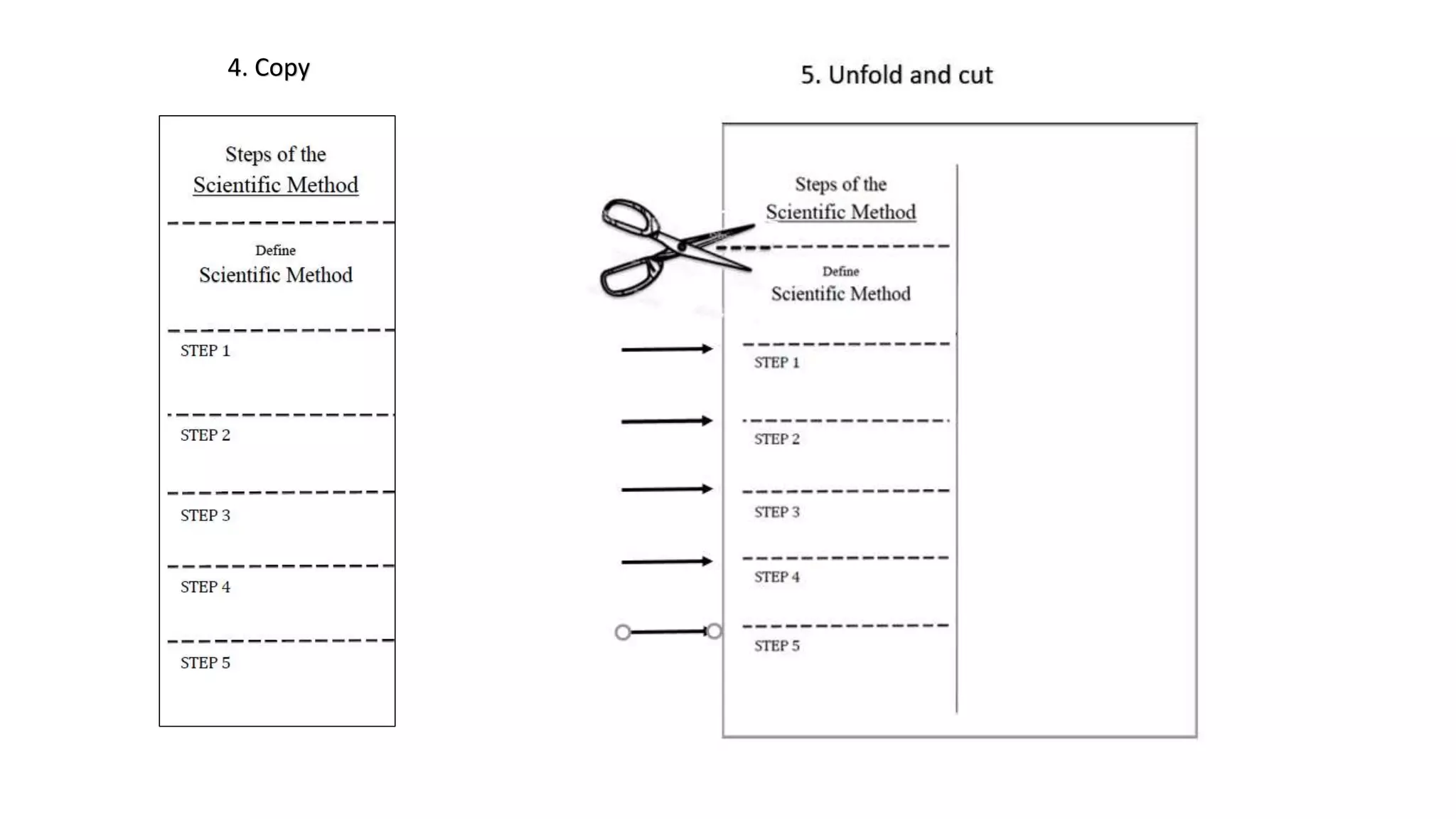 Steps of the Scientific Method - foldable | PPTX | Science