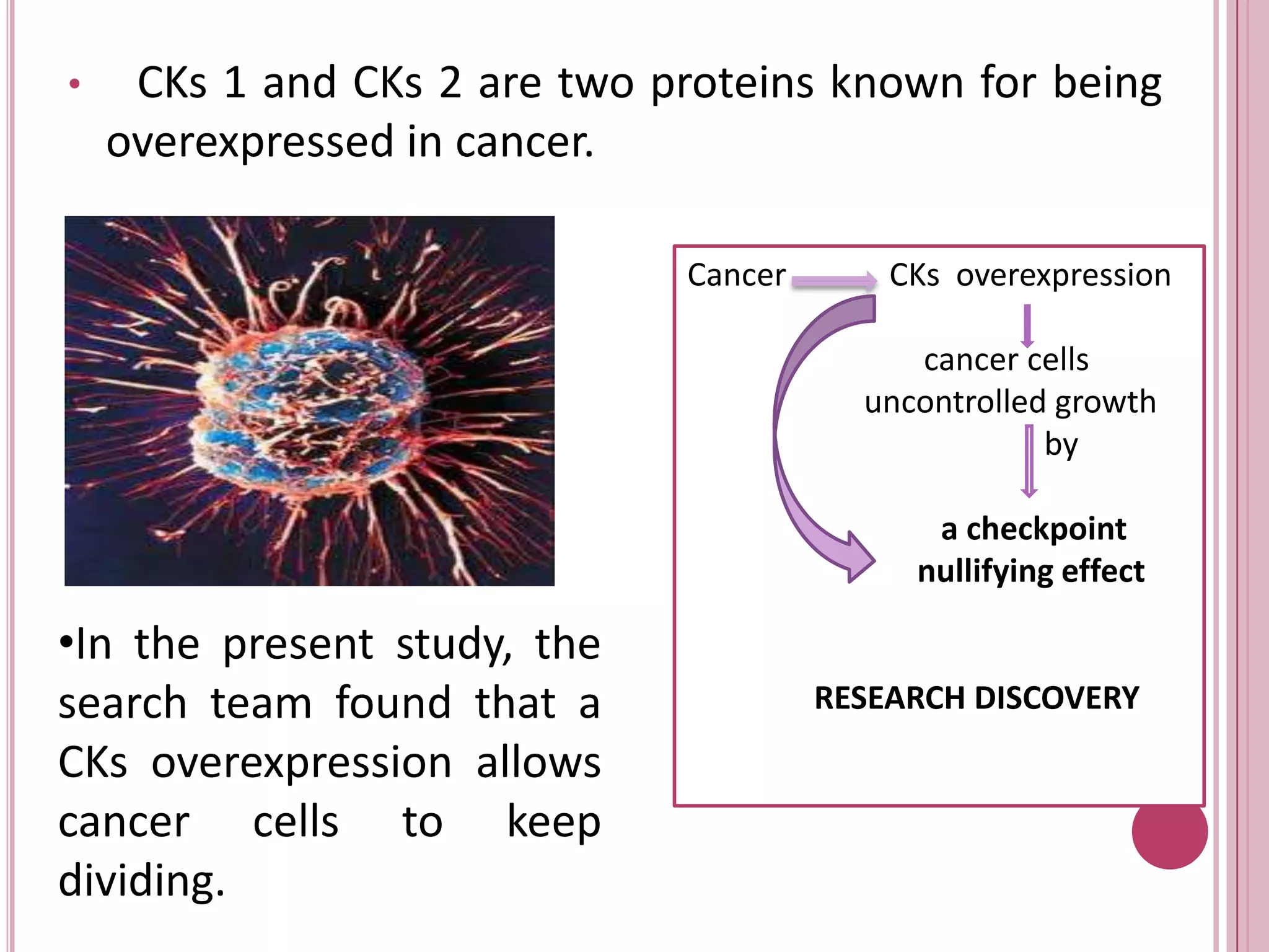 Folding: chromosomes, chromatine and cell cycle | PPT