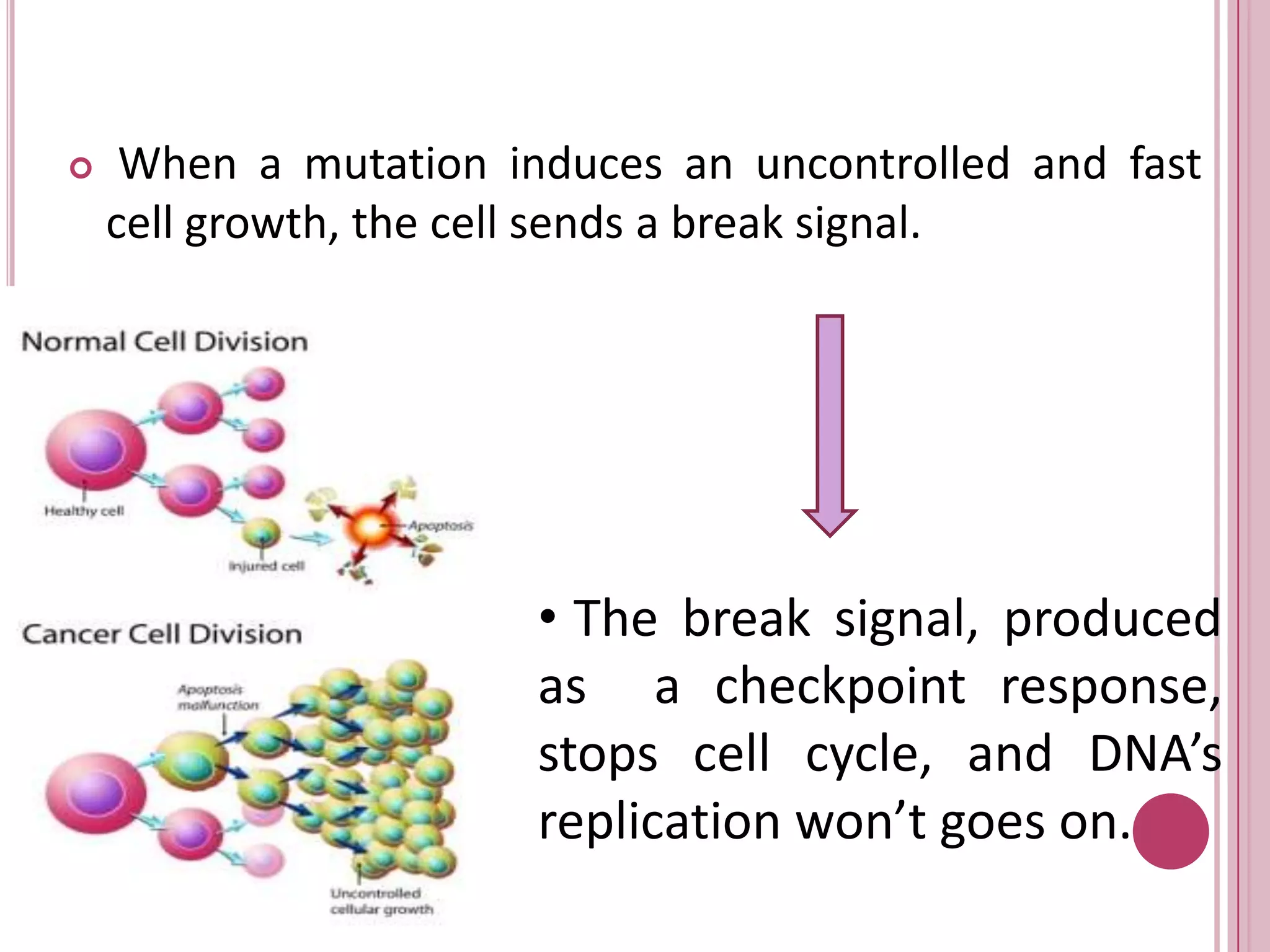 Folding: chromosomes, chromatine and cell cycle | PPT