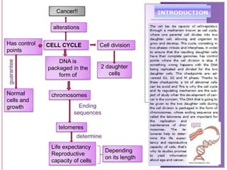 Cell Cycle Foldable