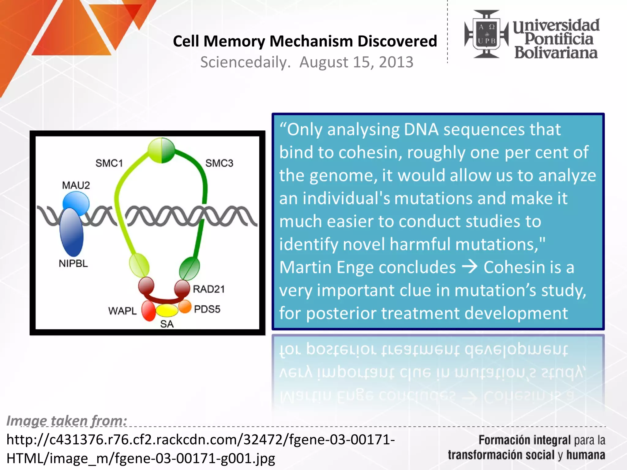 “Cell Memory Mechanism Discovered” And “Scientists Visualize How Cancer ...