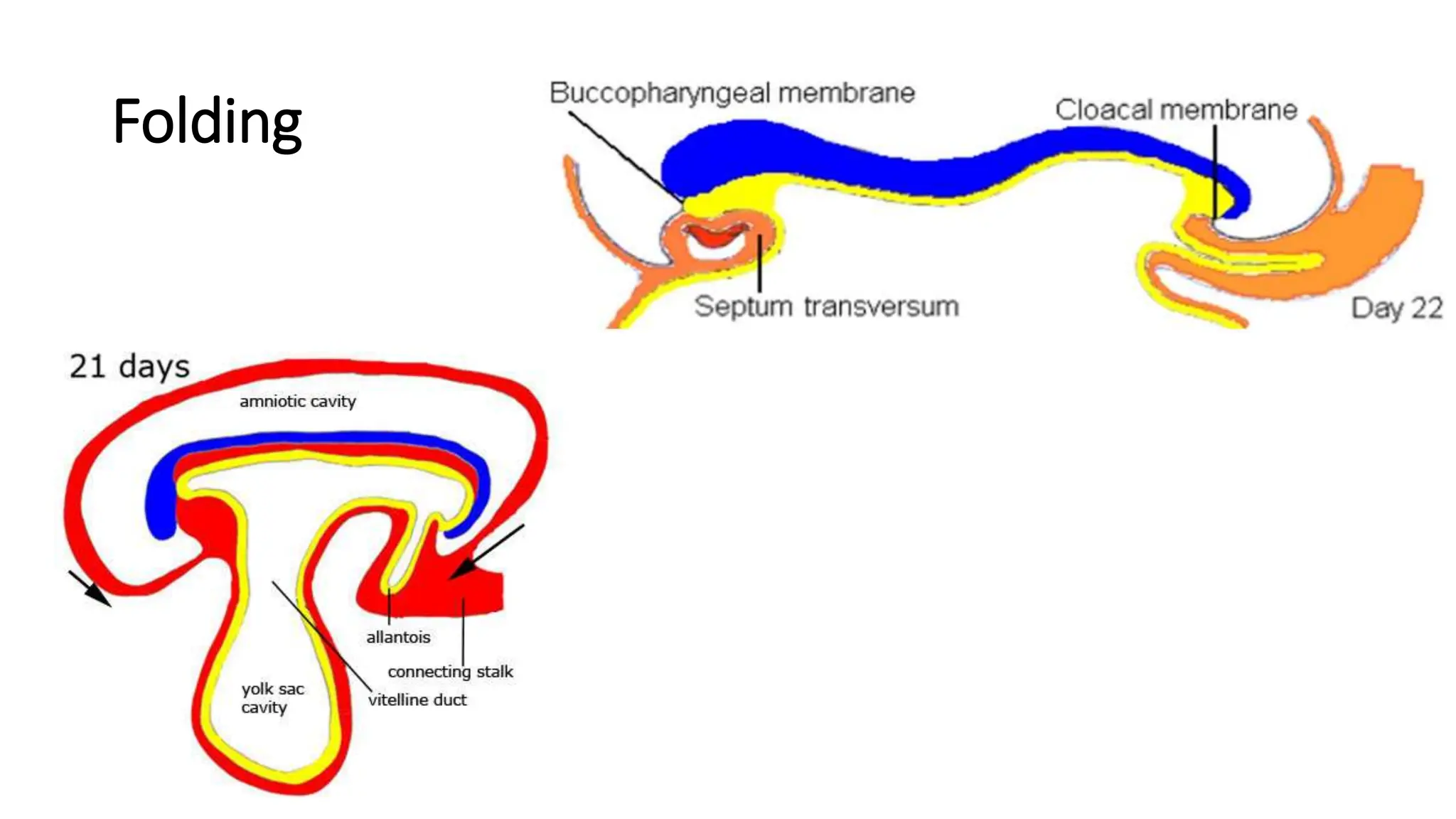 folding, fetal membranes, umbilical cord.pptx