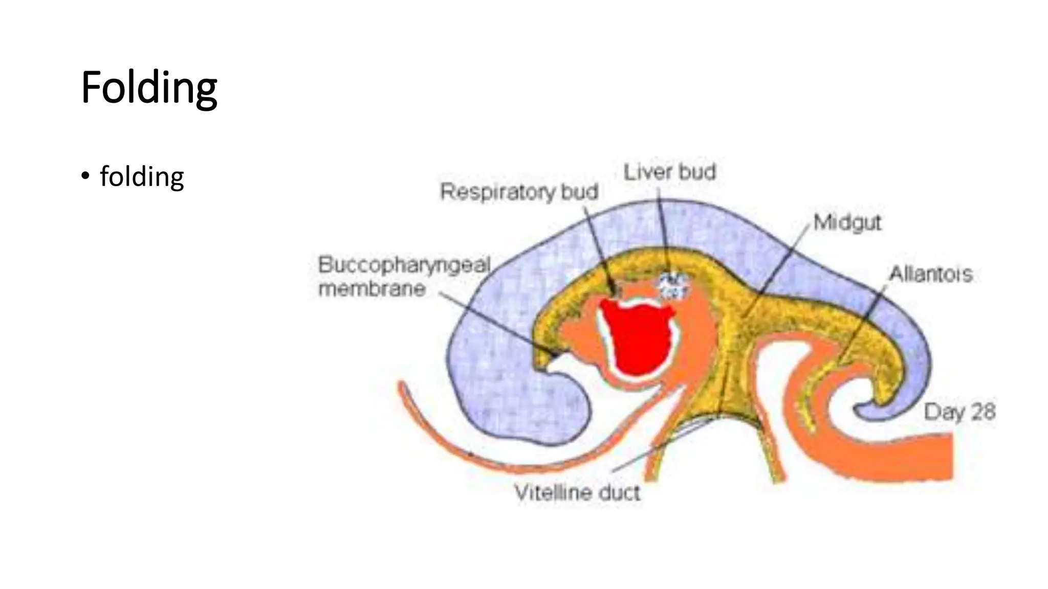 folding, fetal membranes, umbilical cord.pptx