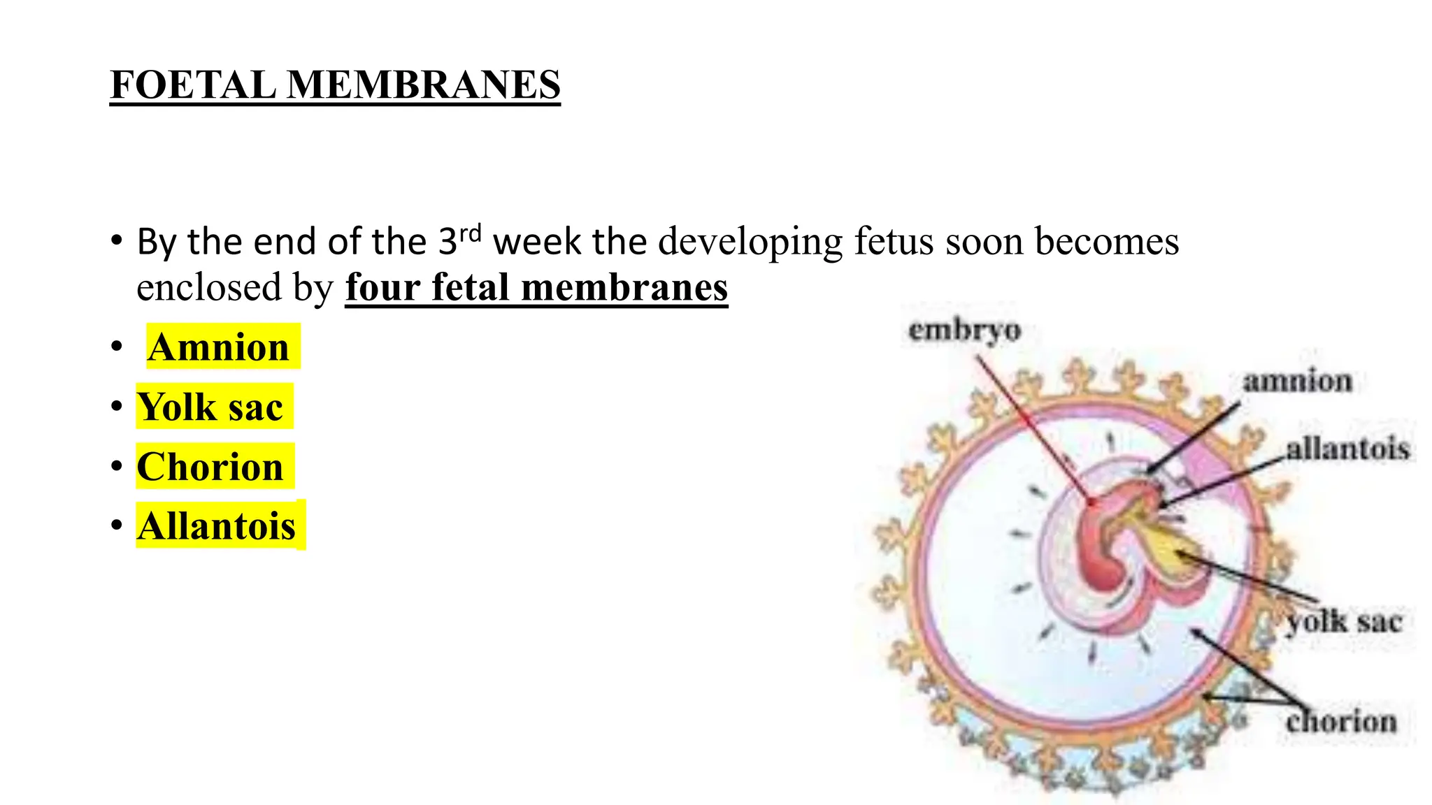 folding, fetal membranes, umbilical cord.pptx