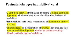 folding, fetal membranes, umbilical cord.pptx