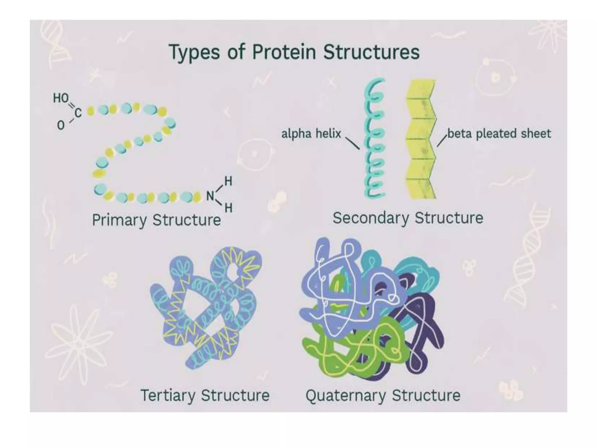 Protein Folding | PPTX