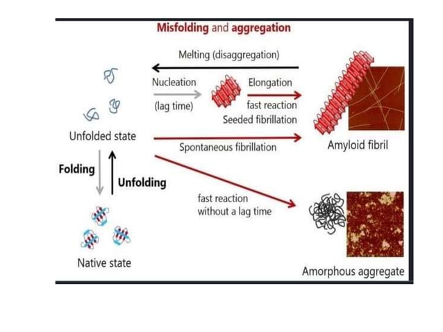 Protein Folding | PPTX