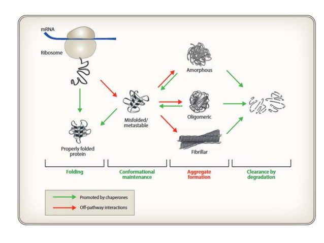 Protein Folding | PPTX