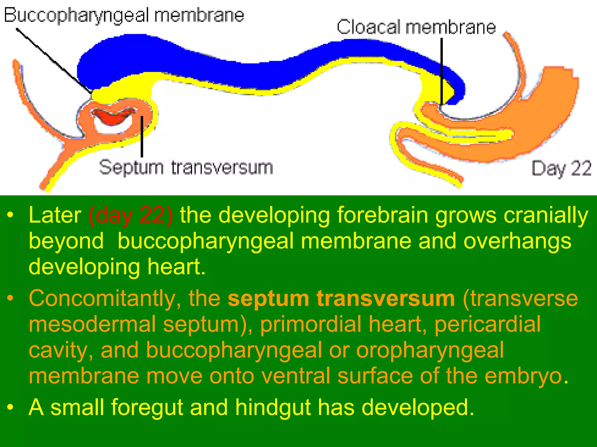 Folding of embryo | PPT