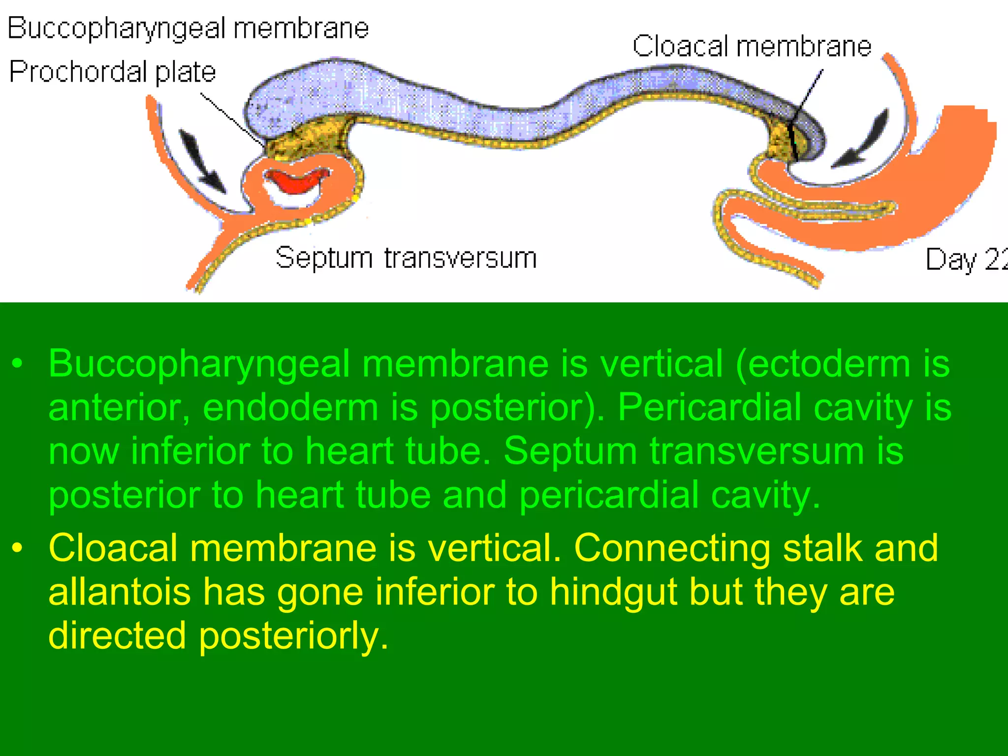 Folding of embryo | PPT