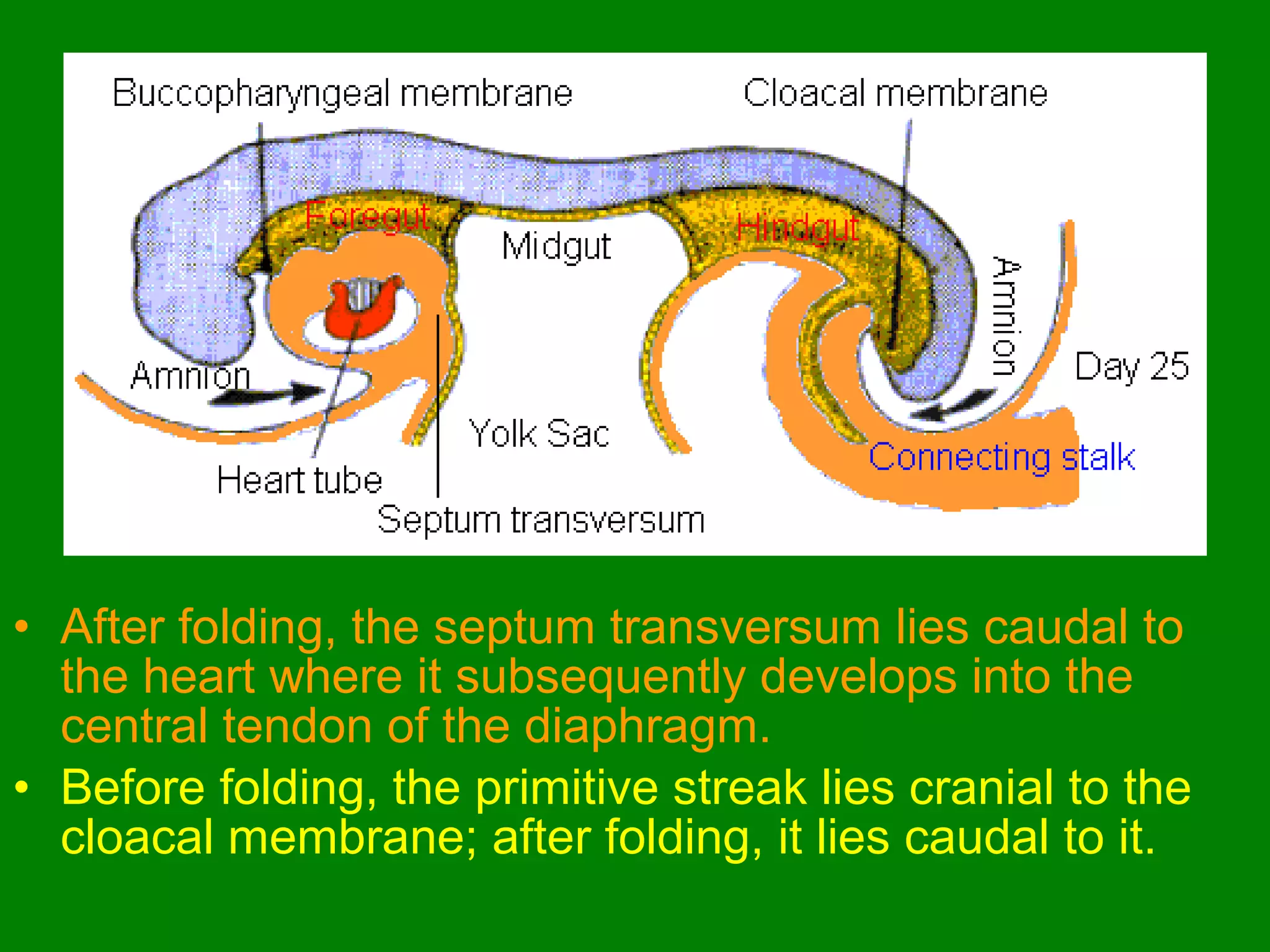 Folding of embryo | PPT