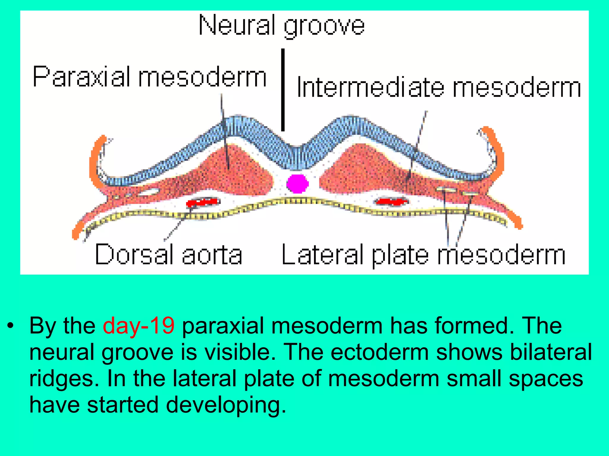 Folding of embryo | PPT | Biological Sciences | Science