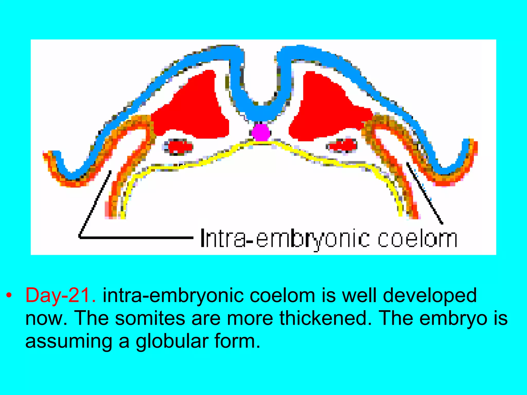 Folding of embryo | PPT