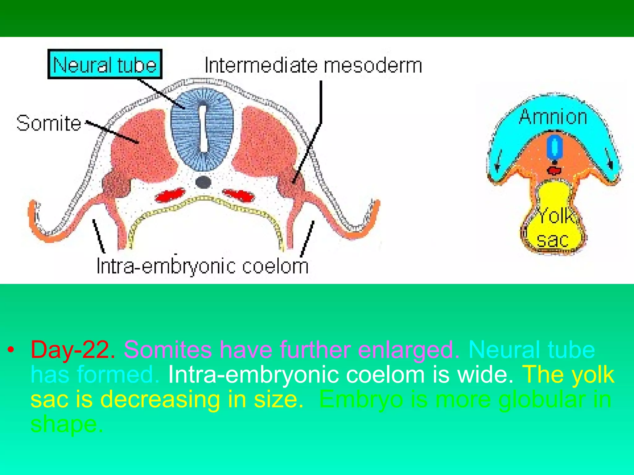 Folding of embryo | PPT