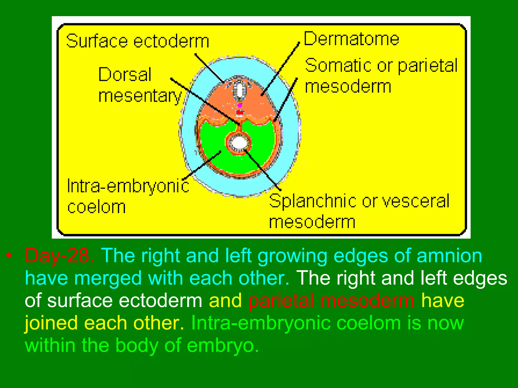Folding of embryo | PPT | Biological Sciences | Science