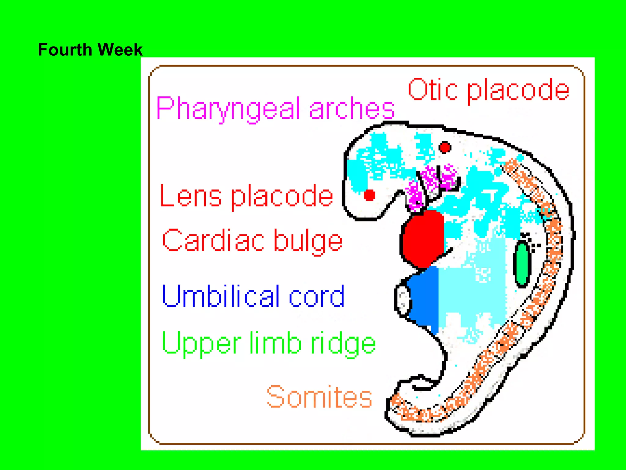 Folding of embryo | PPT | Biological Sciences | Science