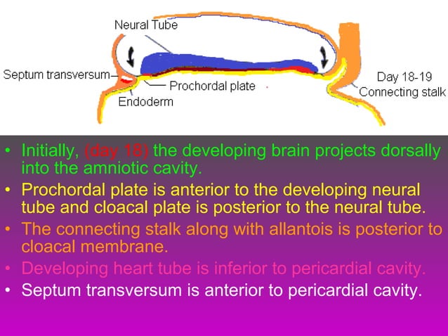 Folding of embryo | PPT | Biological Sciences | Science