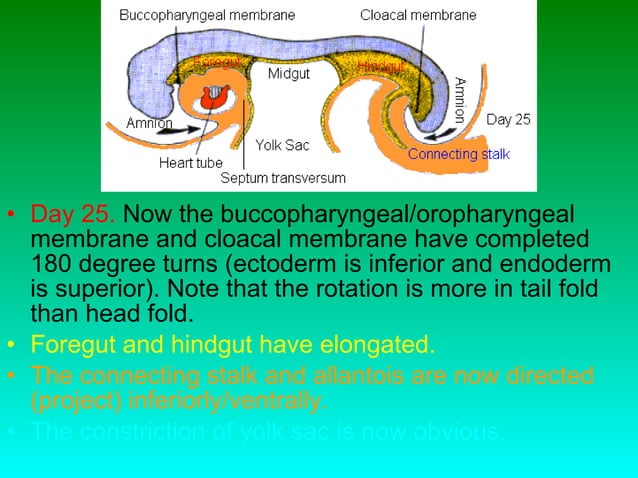 Folding of embryo | PPT | Biological Sciences | Science