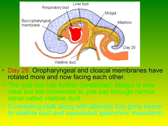 Folding of embryo | PPT | Biological Sciences | Science