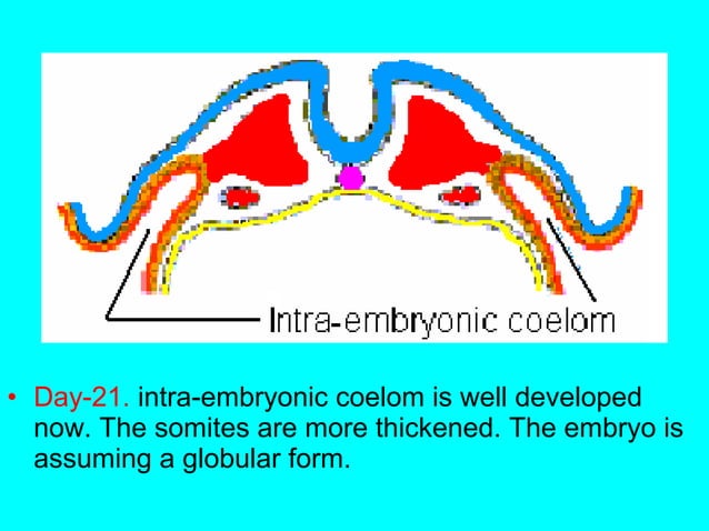 Folding of embryo | PPT | Biological Sciences | Science